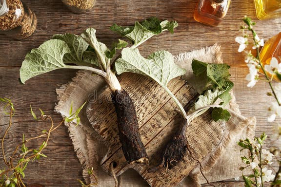 Burdock Root on a Table, Top View Stock Photo - Image of arctium ...
