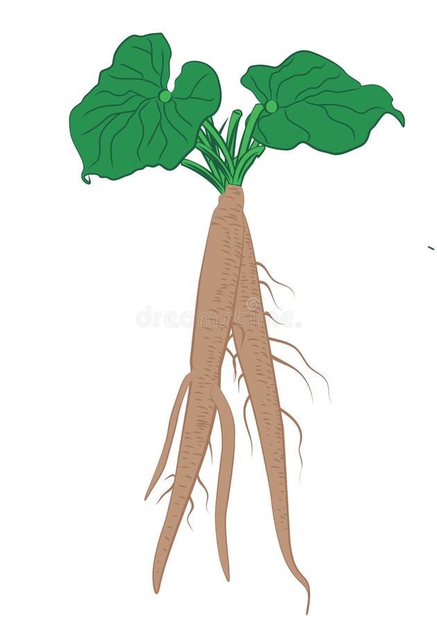 Burdock Root Stock Illustrations – 54 Burdock Root Stock Illustrations ...