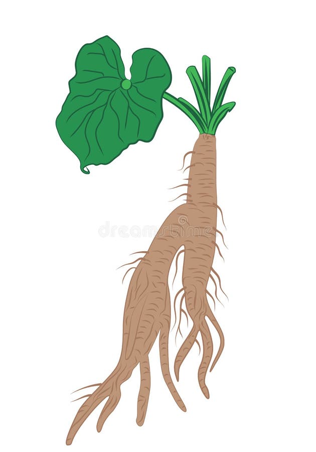 Burdock Root Stock Illustrations – 54 Burdock Root Stock Illustrations ...