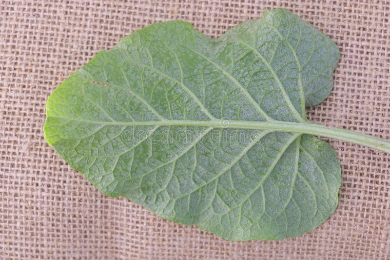 Burdock S Backside: a Macro View of the Reverse Side of a Leaf on ...