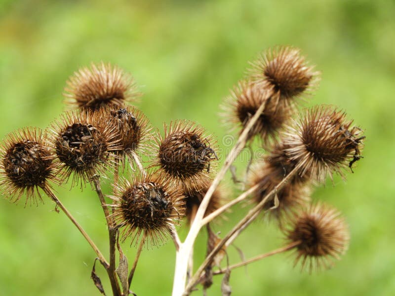 Burdock Seeds