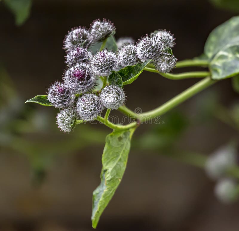 Burdock Seeds are Covered with Hooked Thorns Stock Image - Image of ...