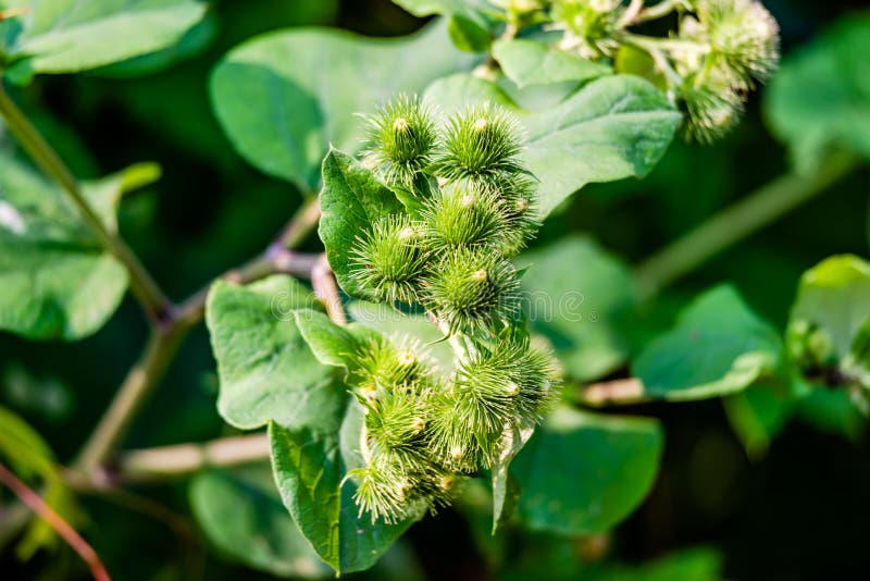 Burdock Weeds in the Meadow Stock Photo - Image of herbal, flowers ...