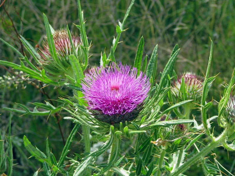 Burdock stock image. Image of grass, wild, nature, lilac - 74974351