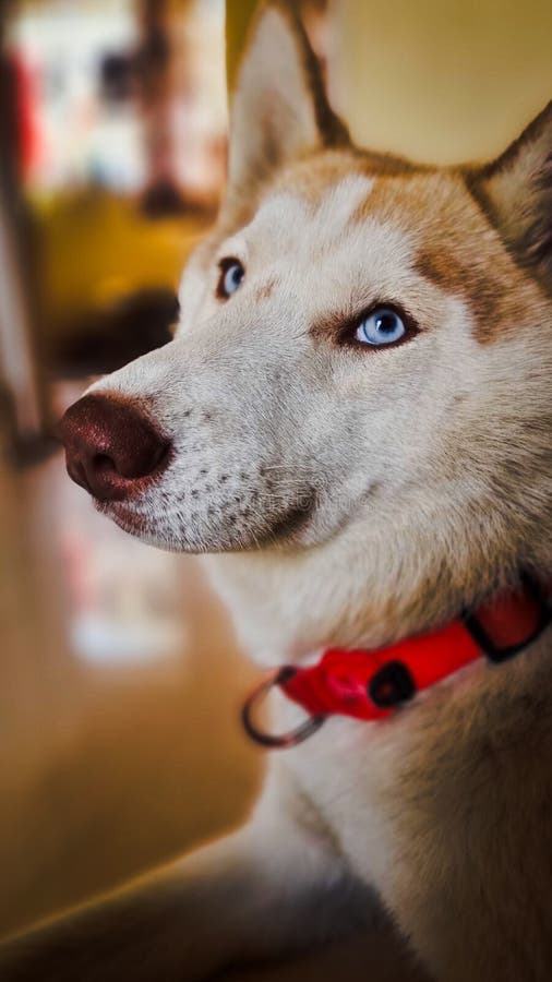 Burfee ,MOUNTAIN Dog, Female Husky Stock Image - Image of female ...