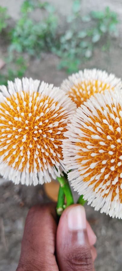 Burflower-tree Looks Awesome Real Beauty Look. Stock Photo - Image of ...