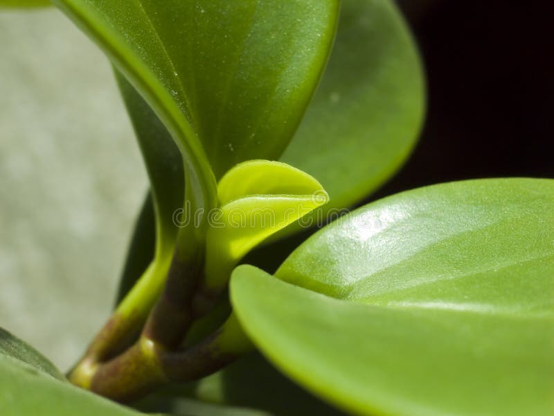 Burgeon stock photo. Image of grass, daytime, loving - 12770962