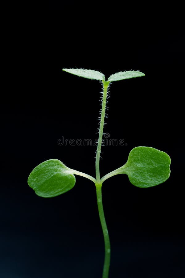 Burgeon Picture. Image: 4664377