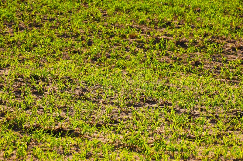 Burgeon field stock photo. Image of field, young, nature - 33886604