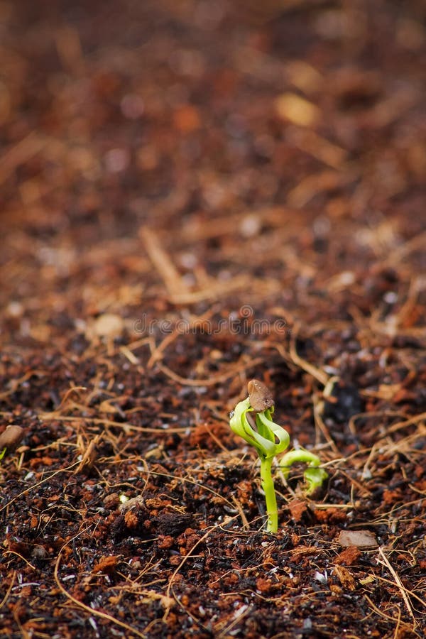 Burgeon of Water Morning Glory with Seed Above Stock Photo - Image of ...