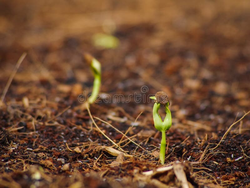 Burgeon of Water Morning Glory with Seed Above Stock Photo - Image of ...