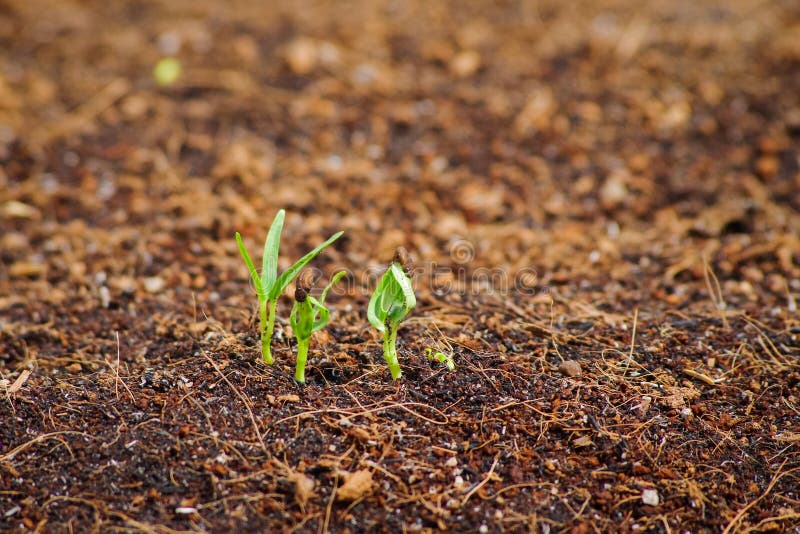 Burgeon of Water Morning Glory with Seed Above Stock Image - Image of ...
