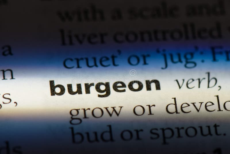 Burgeon stock image. Image of paper, dictionary, isolated - 114405489