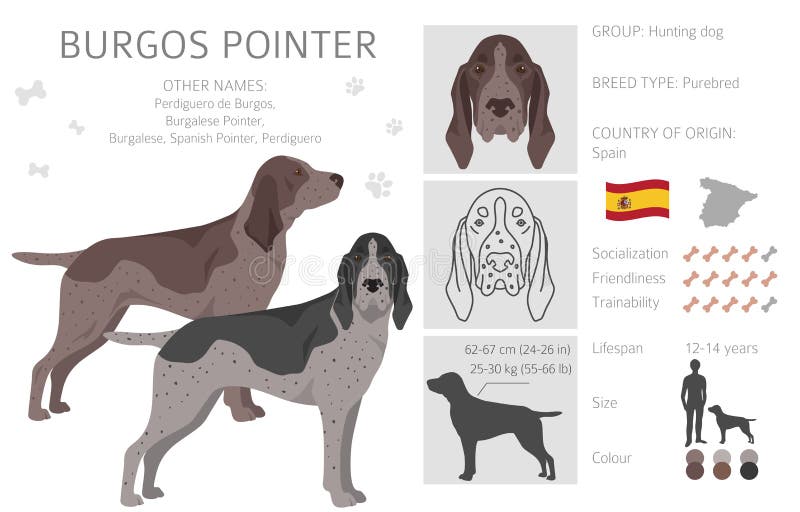 Burgos Pointer Clipart. Different Coat Colors and Poses Set Stock ...