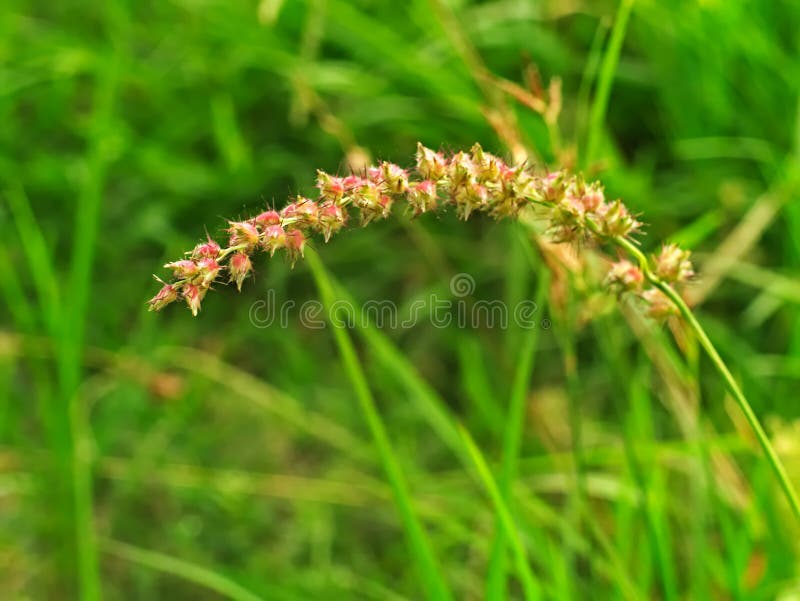 Burgrass或猬草 库存照片. 图片 包括有 荆棘, 草本, 抗癌, 耻辱, 草坪, 玻色子, 峰值 - 74740958