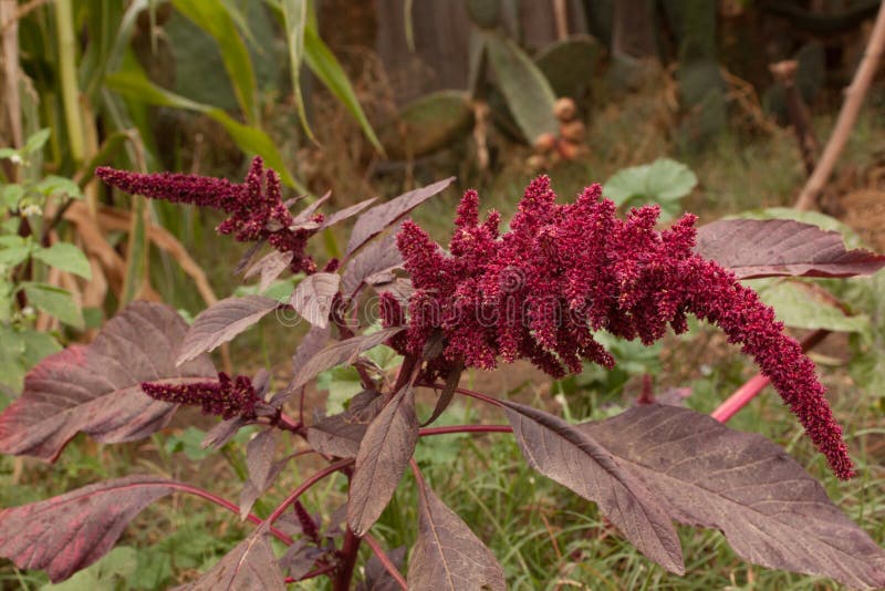 15,786 Amaranth Photos - Free & Royalty-Free Stock Photos from Dreamstime