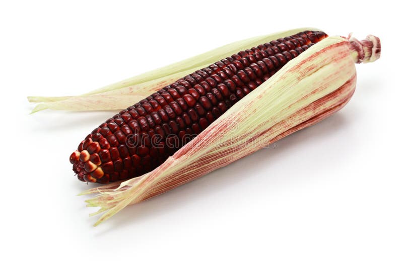 Burgundy Color Sweet Corn Isolated White Background Stock Photos - Free ...