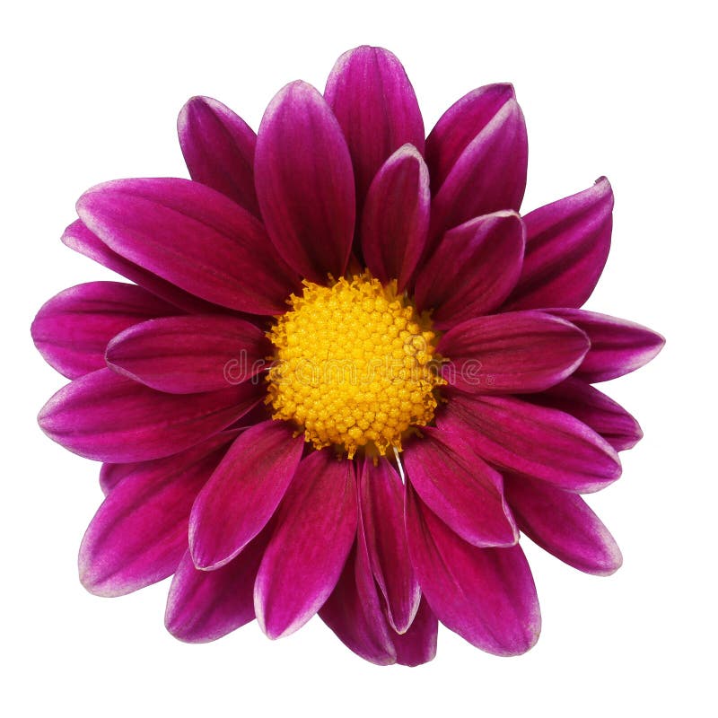 Burgundy Daisy Flower Isolated on White Stock Photo - Image of head ...