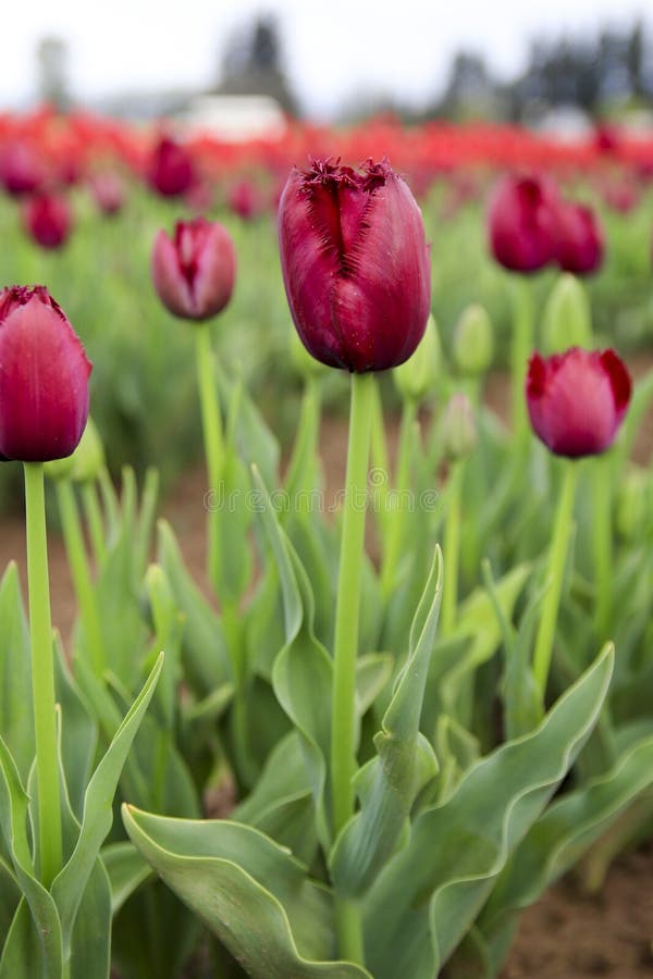 Burgundy Dark Red Terry Tulip Stock Image - Image of flowers, floral ...