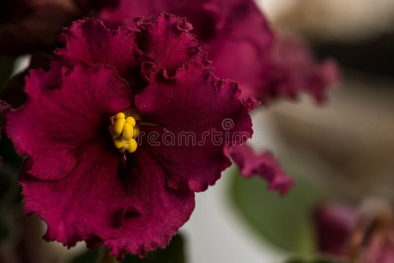 Burgundy flower violet stock photo. Image of violets - 52752978