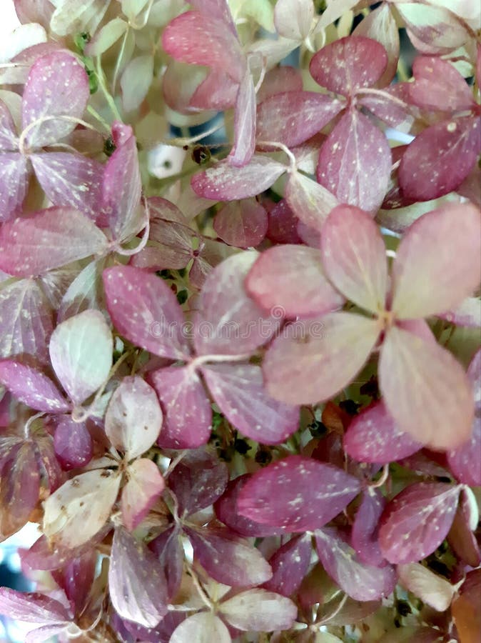 Burgundy Hydrangeas Colors Change Stock Photo - Image of beautiful ...