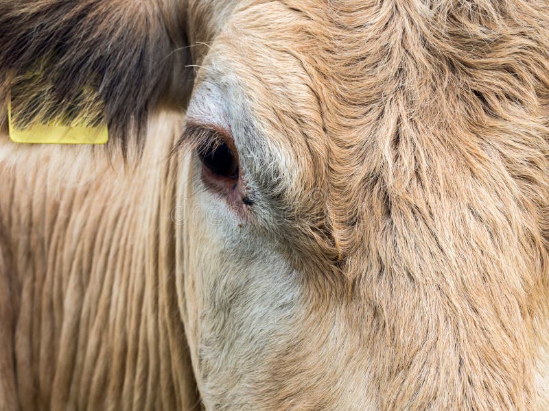 Burgundy ox portrait stock image. Image of breed, oxen - 193700331