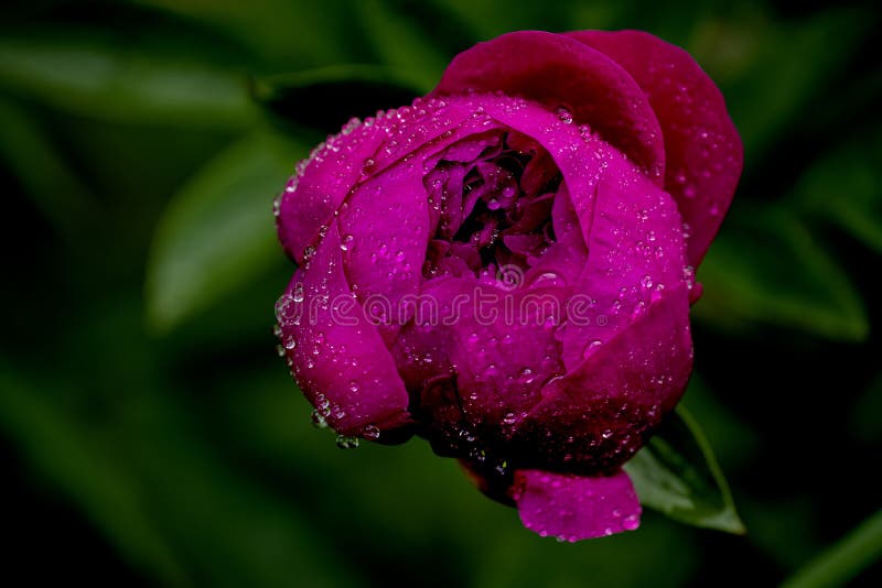 Burgundy Peony Flower in Dew Drops Close-up. Stock Photo - Image of ...