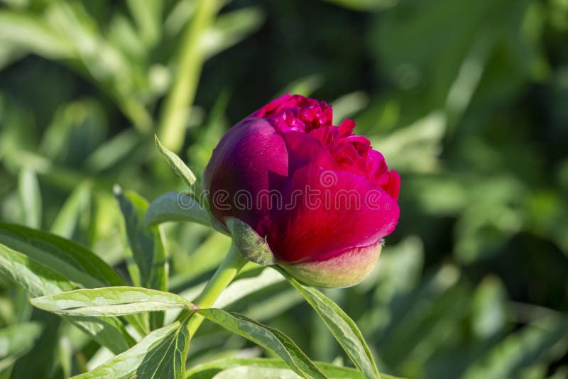 The Burgundy Peony in the Sunlight Stock Image - Image of genus ...