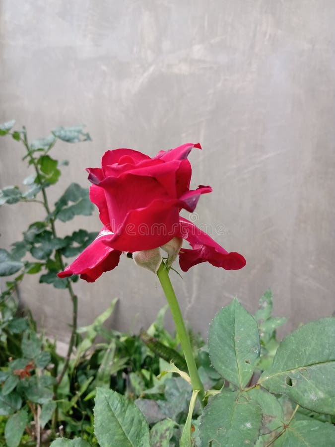 Burgundy red rose stock image. Image of flower, rose - 175038831