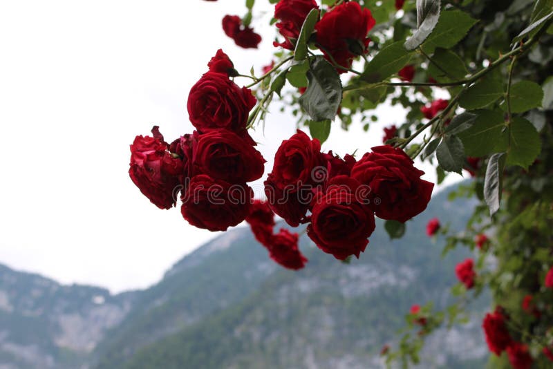 Burgundy Red Roses in the Austrian Alps Stock Image - Image of alps ...