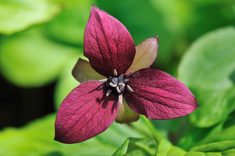 Burgundy Red Stinking Benjamin, Trillium Erectum Stock Photo - Image of ...