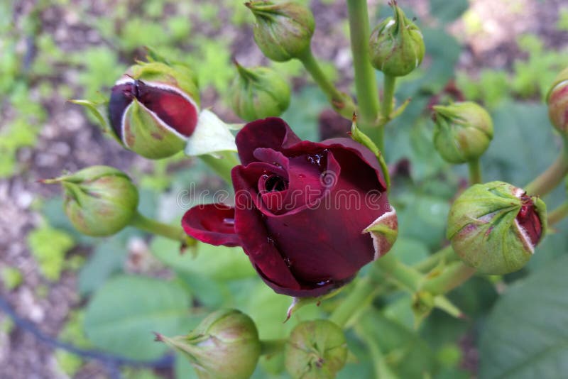 Burgundy rose after rain stock photo. Image of rose, rain - 96195674