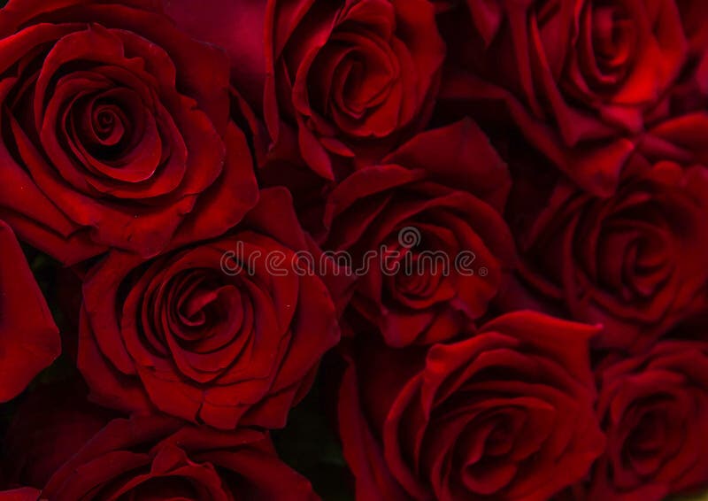 Burgundy roses, background stock image. Image of rose - 169607485