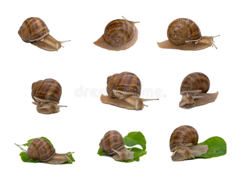 Invertebrates Collage Stock Photos - Free & Royalty-Free Stock Photos ...