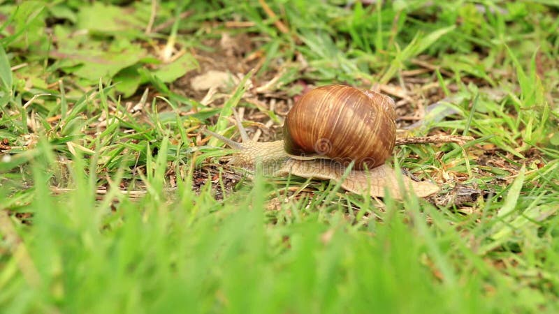 Burgundy Snail - (Helix Pomatia) - Video Stock Video - Video of creeps ...