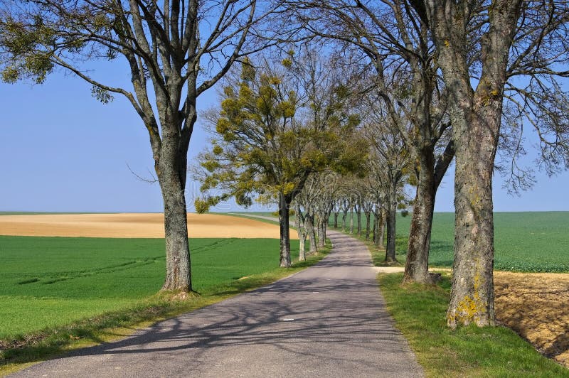 Burgundy, tree-lined road stock photo. Image of maple - 72008724