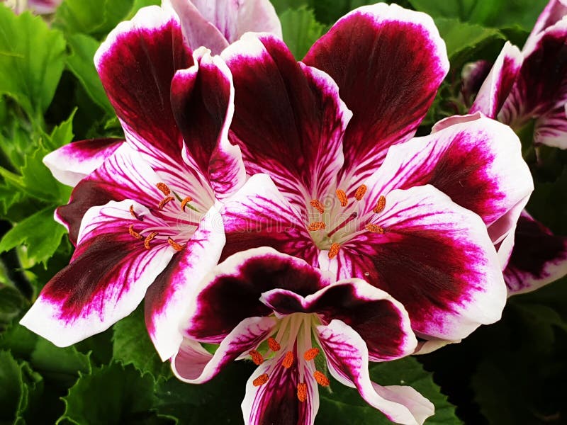Macro of Velvet Pelargonium Stock Photo - Image of geranium, colorful ...