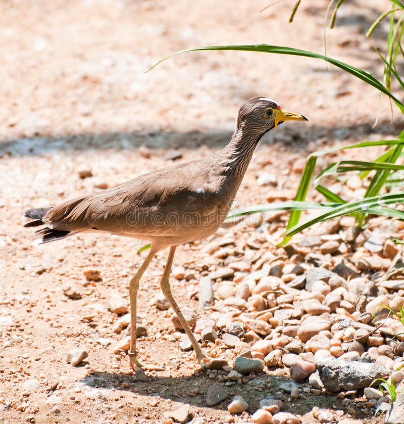 Burhinus capensis stock photo. Image of thick, outdoors - 21505268