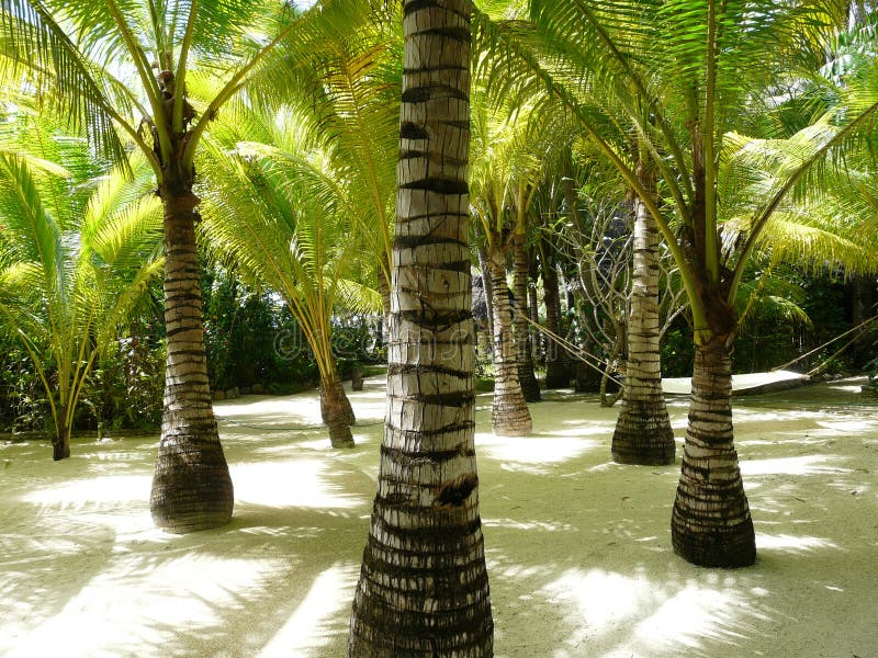 Buri Trees stock image. Image of white, siquijor, tropical - 4891851
