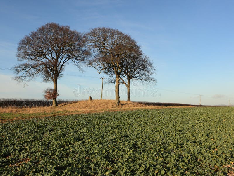 Burial Mound with Beech Trees in Winter Stock Image - Image of english ...