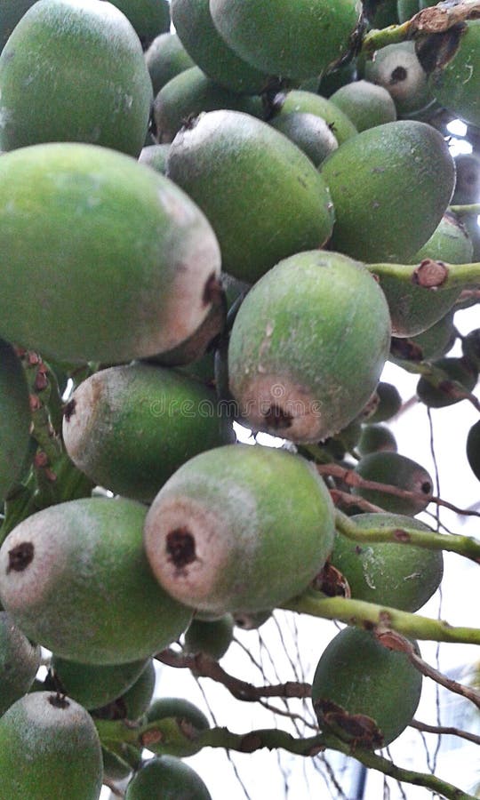 Buriti coconut stock image. Image of buriti, gerais - 124066975