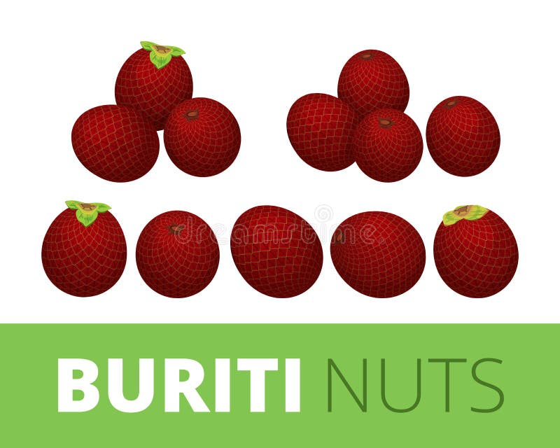 Buriti Nuts or Mauritia Flexuosa or Mauriti Palm Fruit. Set of Elements ...