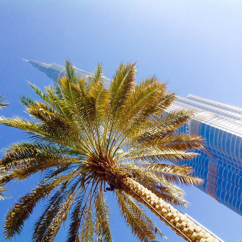 Burj Khalifa behind palm editorial stock photo. Image of palm - 95759278