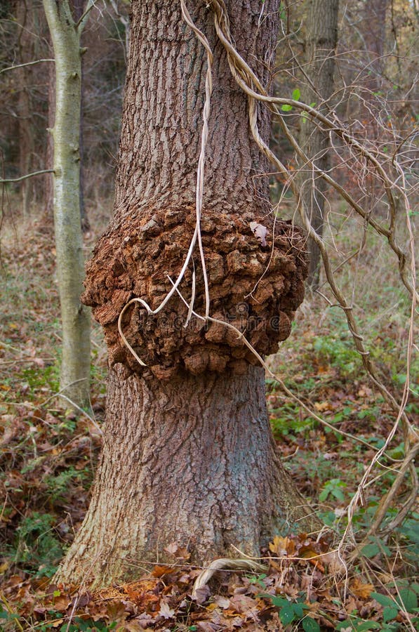 544 Burl Oak Stock Photos - Free & Royalty-Free Stock Photos from ...