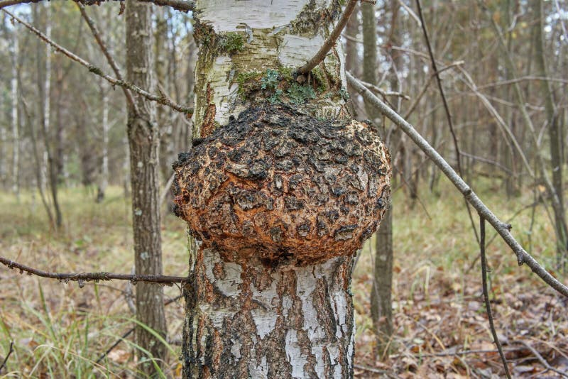 Burl stock photo. Image of trunk, burl, forest, nature - 231735264