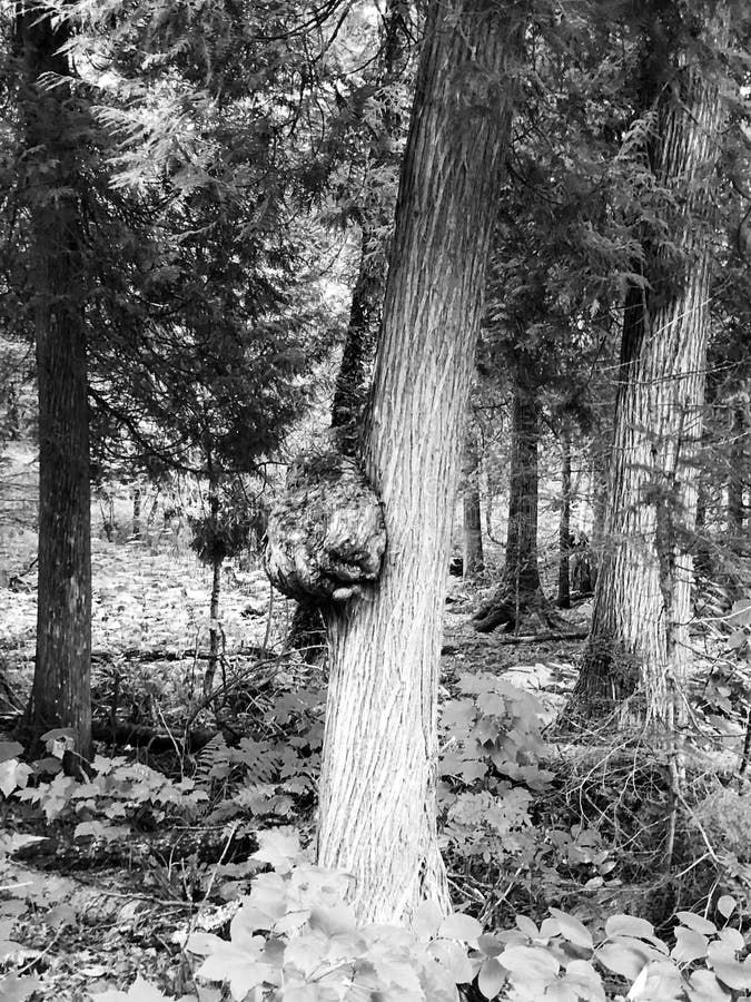 Burl on cedar tree stock image. Image of black, white - 183578409