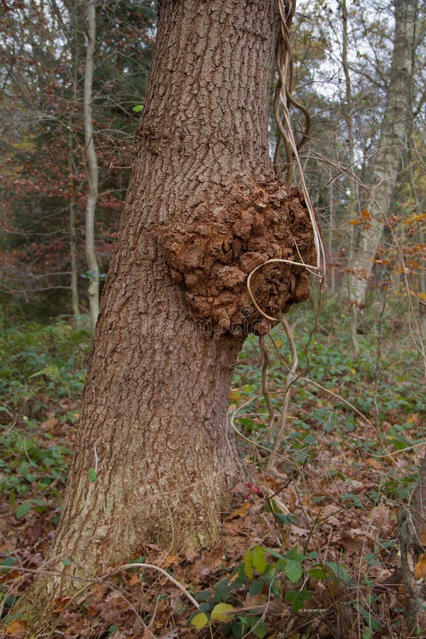 544 Burl Oak Stock Photos - Free & Royalty-Free Stock Photos from ...