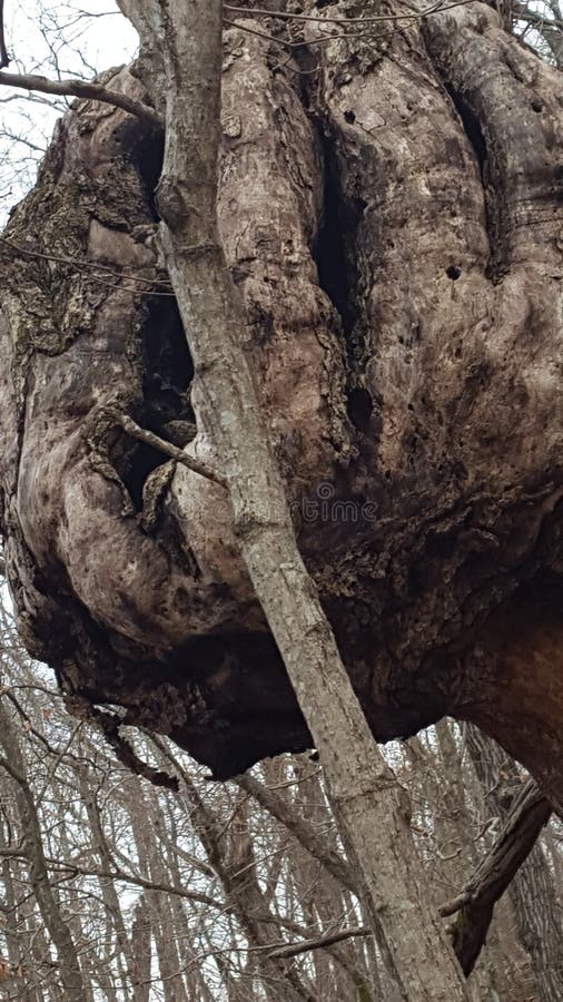 Burl on a tree stock photo. Image of huge, tree, nature - 171898652