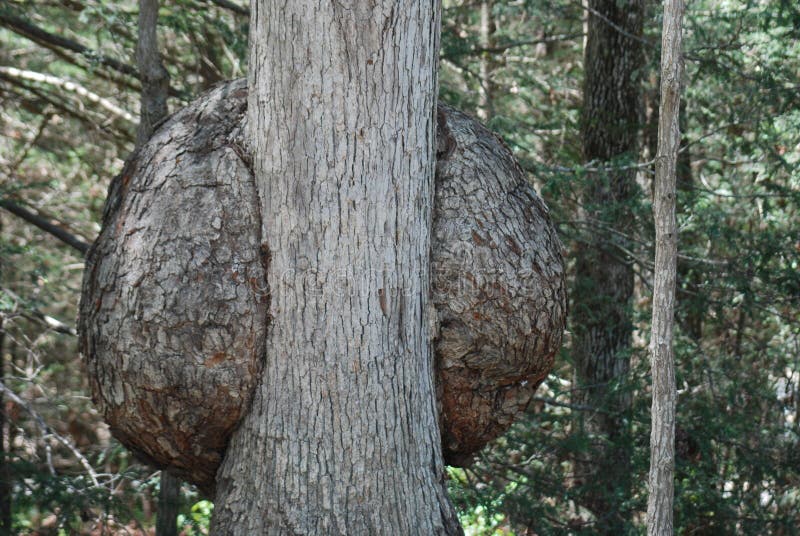Burl Wrapped Around a Tree stock image. Image of wrapped - 254033357