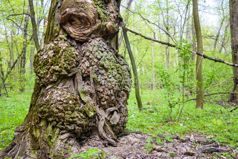 Burls on Oak Tree Trunk in Spring Day Stock Image - Image of moss ...